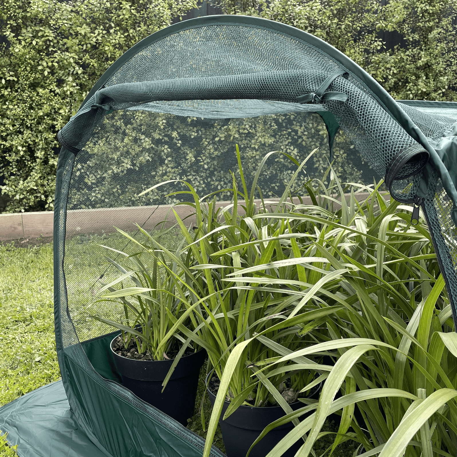 Maze Net Cover (1.25X1.25X0.92M) ESNC1251 — LX2001 - Homewares, Outdoor ...