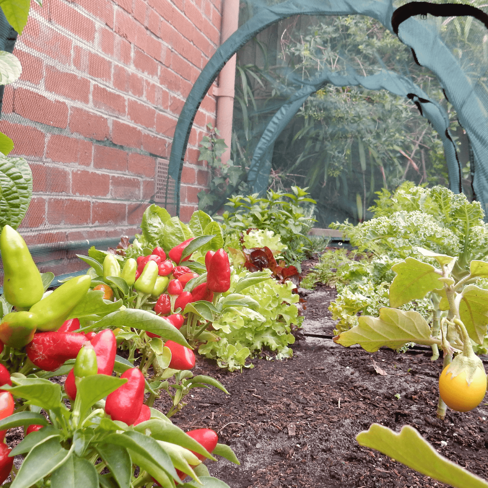 Maze Net Tunnel (2X1X1M) — LX2001 - Homewares, Outdoor, Phone ...